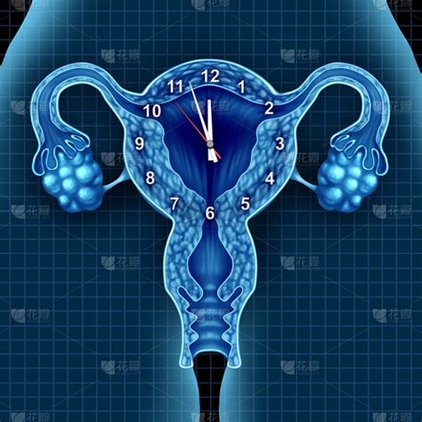 生物钟 性健康 卵巢 有月经 妇女问题 女人 科学 健康保健 生物学 方形画幅素材 花瓣网