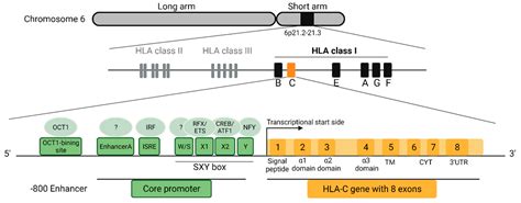 Hla System 1st Class Molecules Their Structure And Function🧑