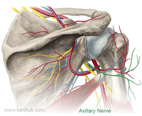 Axillary Nerve Anatomy Orthobullets