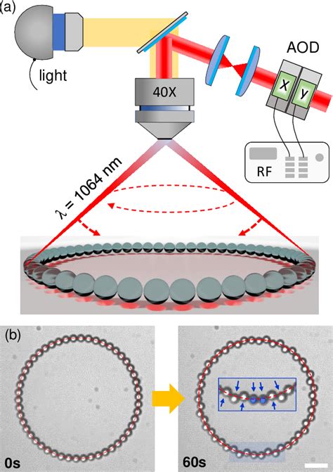 Figure 1 From Excluded Volume Induces Buckling In Optically Driven