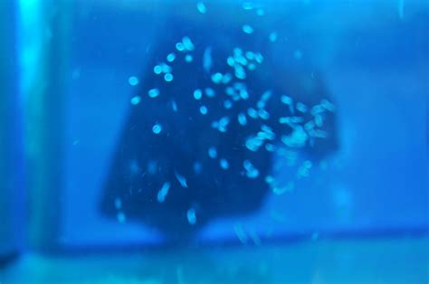 Garra Rufa Breeding And Packing Process