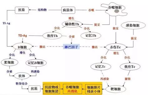 疫苗的原理接种疫苗的原理是什么 随意云