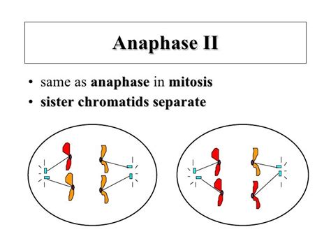Which Diagram Represents Anaphase I Of Meiosis