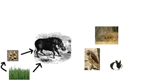 Feral Hogs In North Texas North Texas Food Webs
