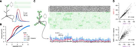 Global And Multiplexed Dendritic Computations Under In Vivo Like