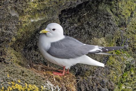 Alaska Tour Report 2025 Birdquest