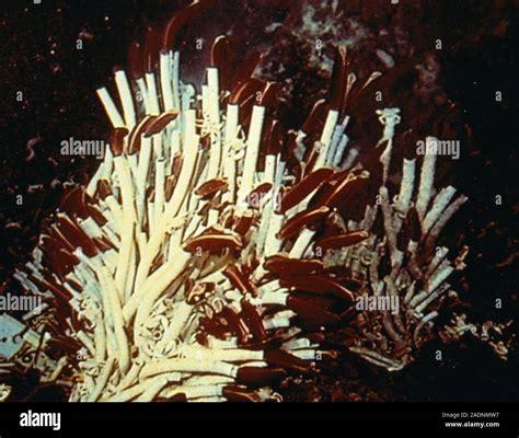 Giant Tube Worms Riftia Pachyptila Anchored On The Seabed By A