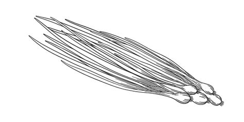 파 뭉치의 벡터 스케치입니다 잎이 있는 전체 양파 구근의 손으로 그린 윤곽선 그림 요리 조미료 및 향신료를 위한 건강한 야채 재료 검은색에 대한 스톡 벡터 아트 및 기타