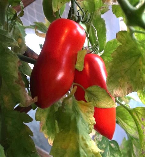 San Marzano Tomato Sowing Planting And Harvest Calendar