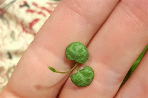 How To Make String Of Hearts Fuller 6 Effective Ways Garden For Indoor