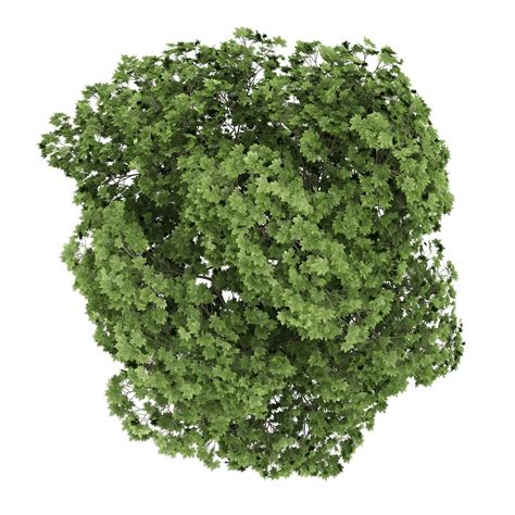 Cgaxis Models Volume 34 Trees Iv Vray 3d Model 129 Unknown Max Free3d