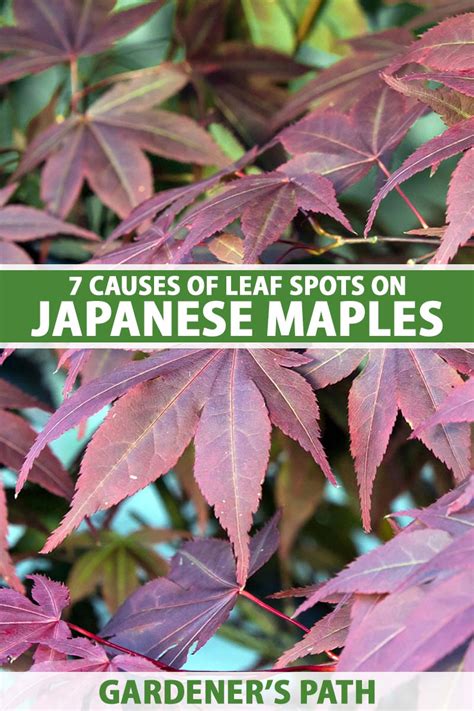 Leaf Spots On Japanese Maples 7 Causes And Treatments