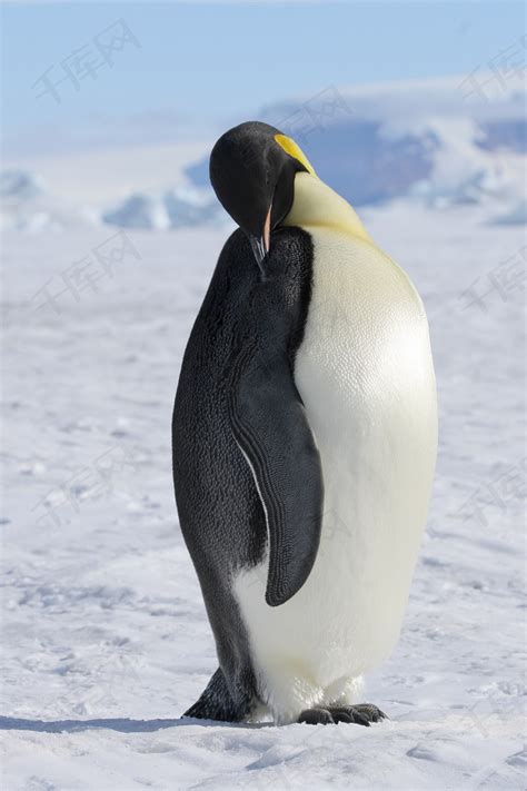 帝企鹅 Aptenodytes Forsteri 高清摄影大图 千库网