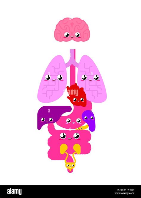 Cute Human Anatomy Organs Internal Cartoon Style Systems Of Man Body