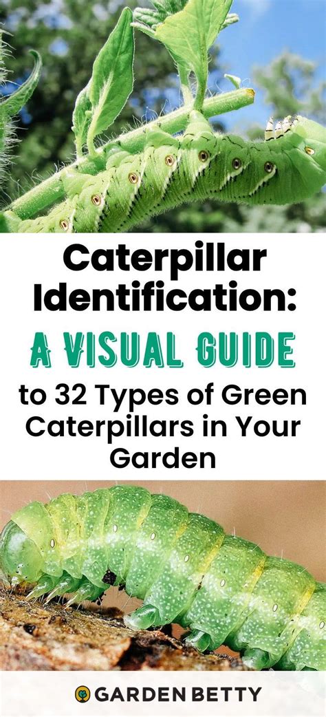 A Visual Guide To 32 Types Of Green Caterpillars In Your Garden