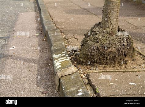 Tree Roots Crack Hi Res Stock Photography And Images Alamy