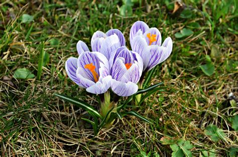 картинки природа луг весна Зеленый ботаника Цветущий сад Крупным планом Флора