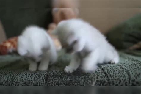 小猫咪太可爱了吧伸爪子的动作好软萌啊哈看招 爪子 动作