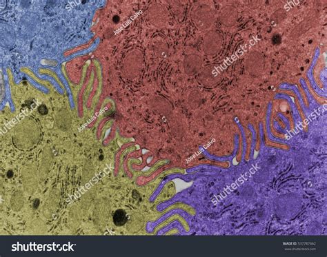 19 Imagens De Membrana Interdigital Imagens Fotos Stock E Vetores