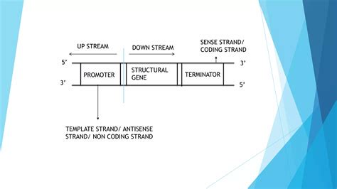 Rna Transcriptionpdf
