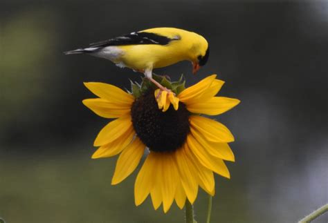 Amgo Dahl Birdwatching