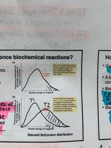 Kinetics Flashcards Quizlet Kinetics Flashcards Quizlet