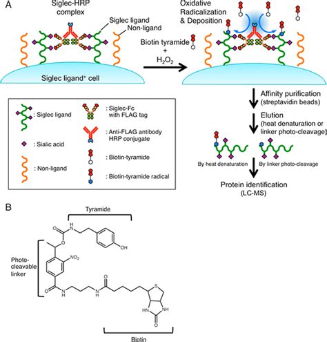 Proximity Labeling Of Siglec Ligands Using The Tyramide Radicalization