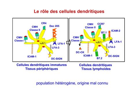 Le Rôle Des Cellules Dendritiques
