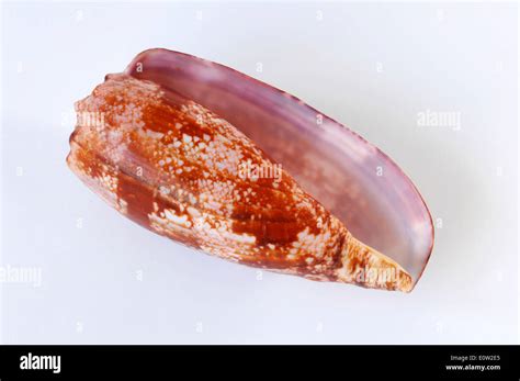 Geography Cone Snail Region At Kathy Carter Blog