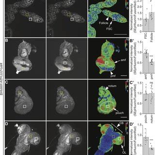 Comparison Of PHi In Different Cell Types Of Living Tissues A D Download Scientific Diagram