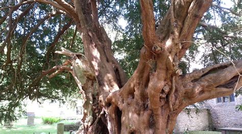 Oldest Tree In The World Meet Methuselah And Earths Ancient Survivors Natura Nation