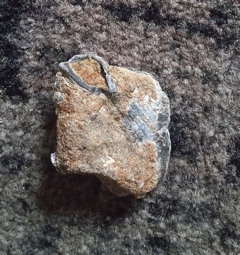 Fossilized Seashells Identification Fossil ID The Fossil Forum