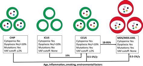 Clonal Cytopenias The Features Of Chip Icus Ccus And Mdsmds‐aml
