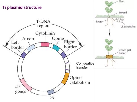 Ti Plasmid As A Vector Pptx