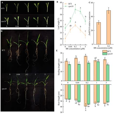 Study On Zmrpn10 Regulating Leaf Angle In Maize By Rna Seq Pmc
