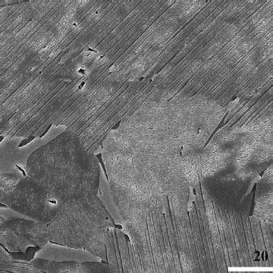 The Microstructure Of The Experimental Material Download Scientific Diagram