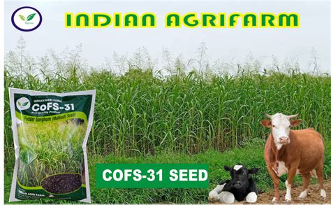 Iagrifarm Cofs29 Cofs 29 Fodder Sorghum Seed 500 Gram Multicut