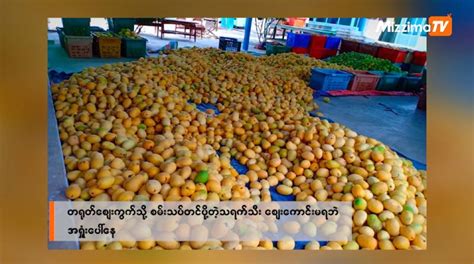 တရုတ်ဈေးကွက်သို့ စမ်းသပ်တင်ပို့တဲ့ သရက်သီးဈေးကောင်း မရဘဲအရှုံးပေါ်နေ Business Roundup 23 5