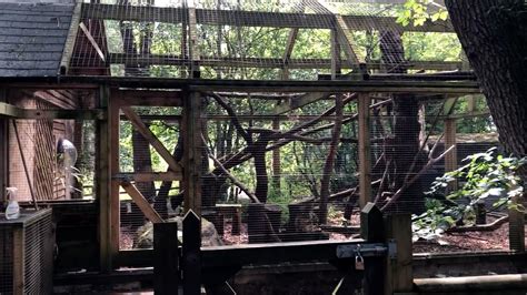 Fossa Enclosure Lakeland Wildlife Oasis