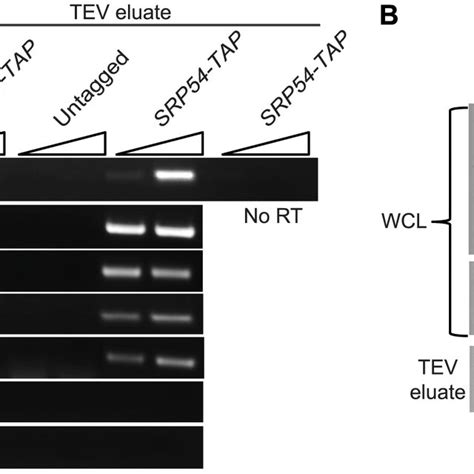 Ty1 Rna And Gag Are Enriched In Affinity Purified Srp Rnc Download