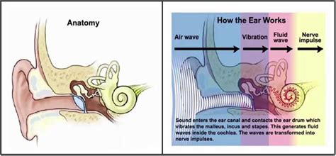 Anatomy And Physiology Of Functioning Normal Ear Courtesy US FDA Download