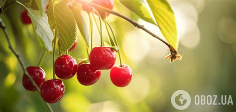 Чим підживити вишню навесні як збільшити урожай ягід Oboz Ua