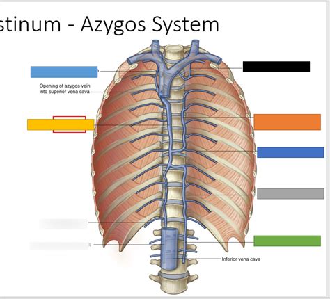 Azygos System Diagram Quizlet