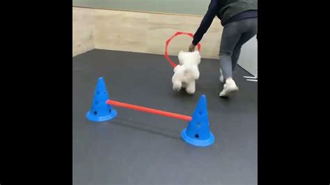 강아지유튜브 코코스퀘어 애견유치원 비숑스타그램 독피트니스 장애물넘기 어질리티교육 Youtube