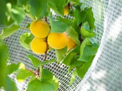 7 Secrets Of Fruit Tree Netting You Need To Know Eyouagro