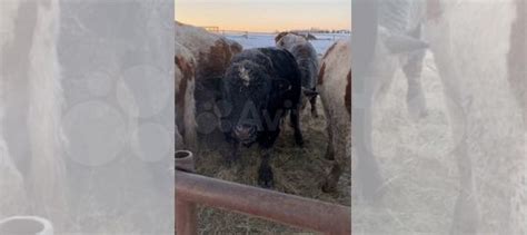 Быки купить в Богатых Сабах Животные и зоотовары Авито