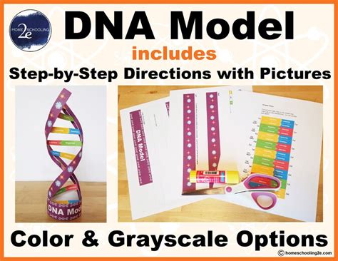 Free Printable Paper Dna Model Lab