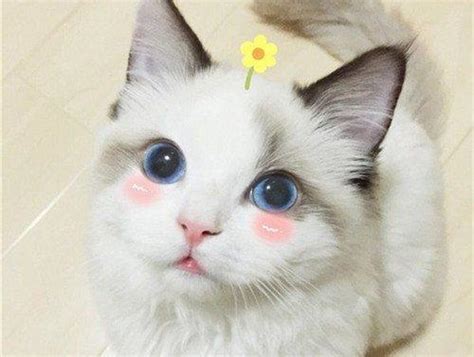 Linuxchromeselenium浏览器截长图 知乎