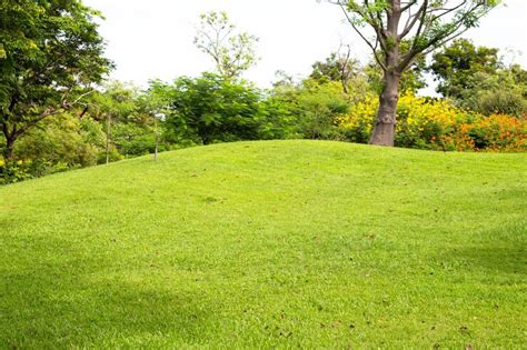 Premium Photo Green Grass On Slope With Tree