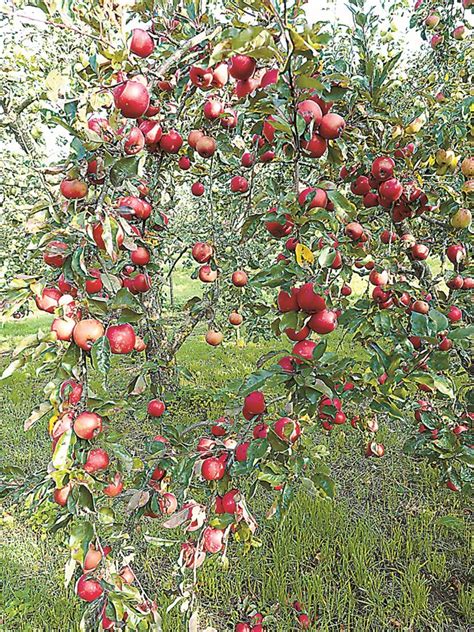 Кои са най важните биологични изисквания при ябълката Български Фермер